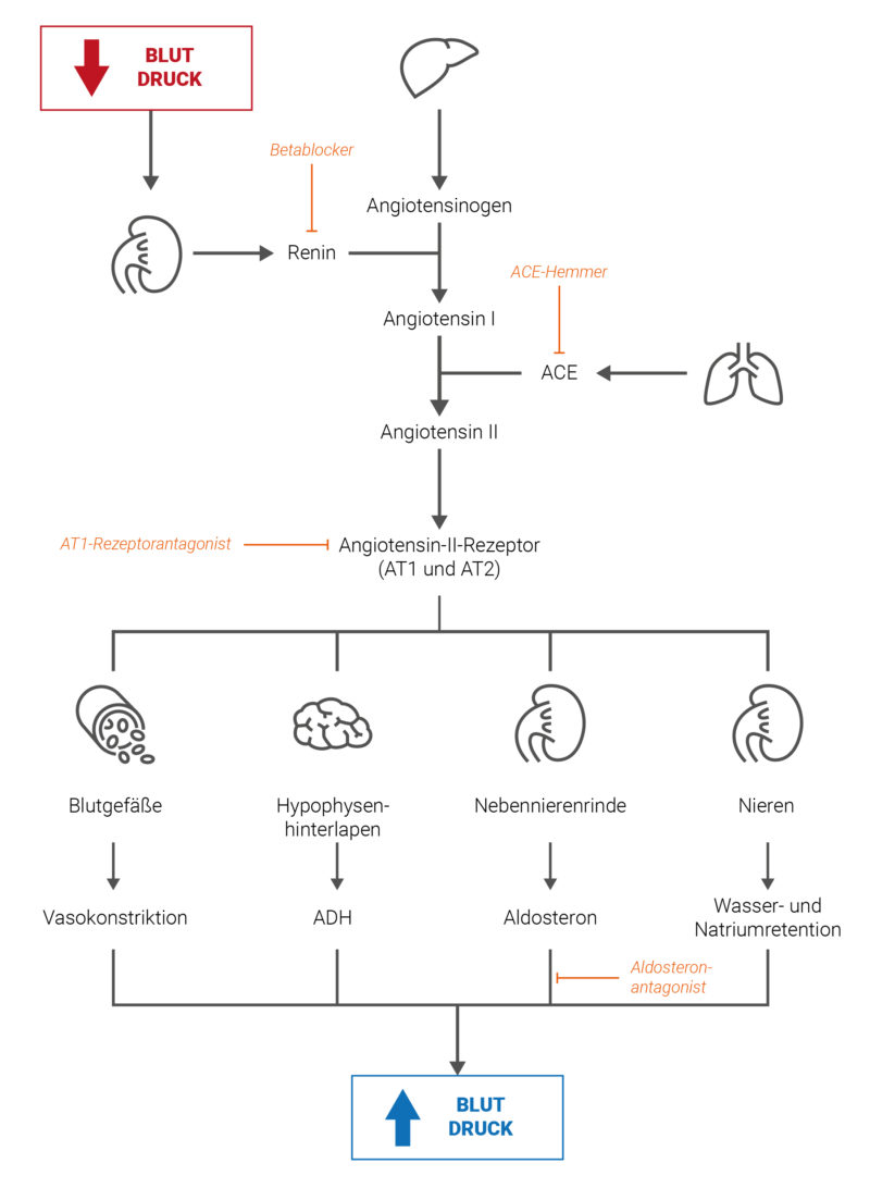 Blutdruck: Definition & Normalwerte - cosinuss°