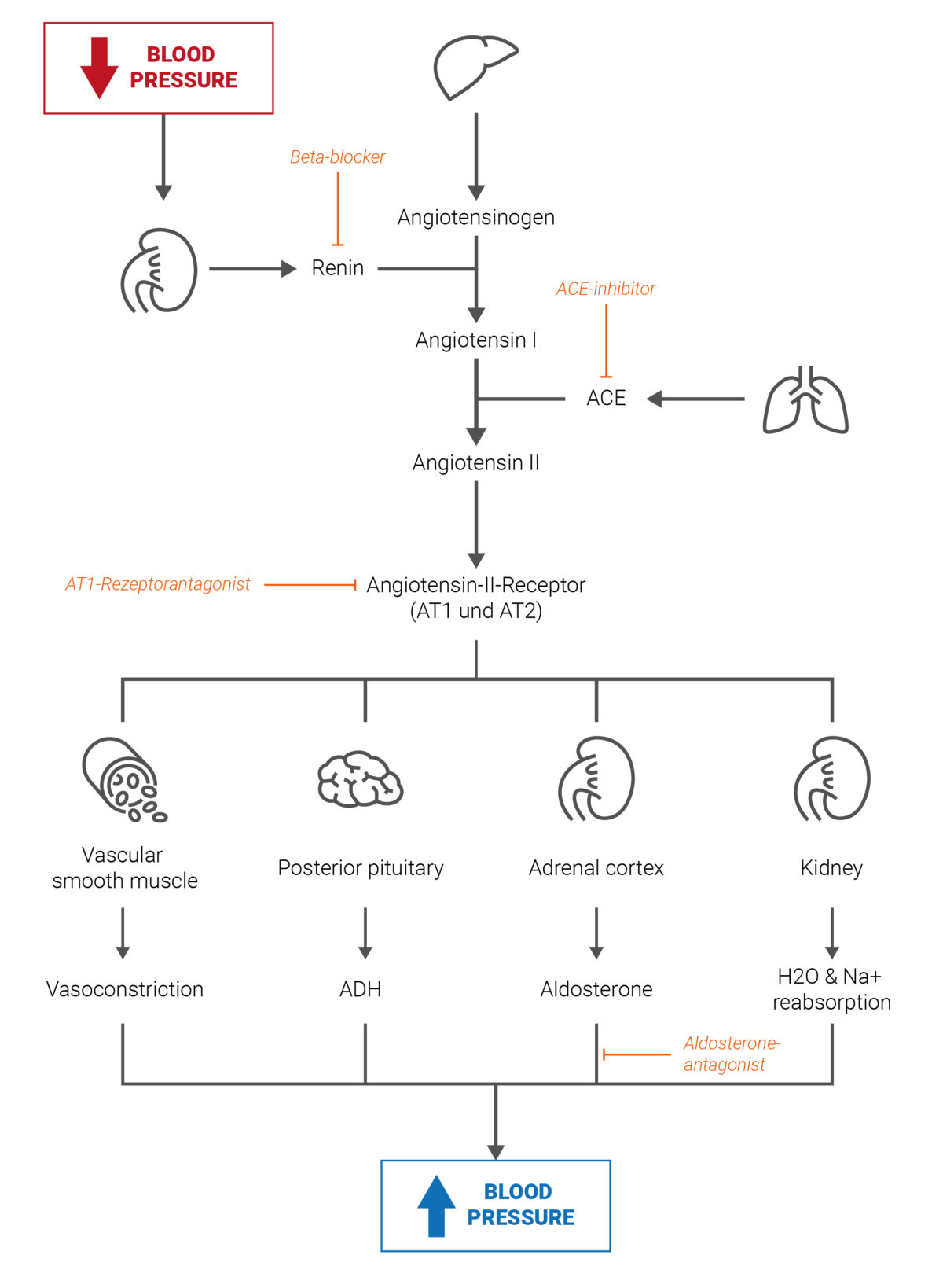 Blood pressure: Definition & normal values - cosinuss°